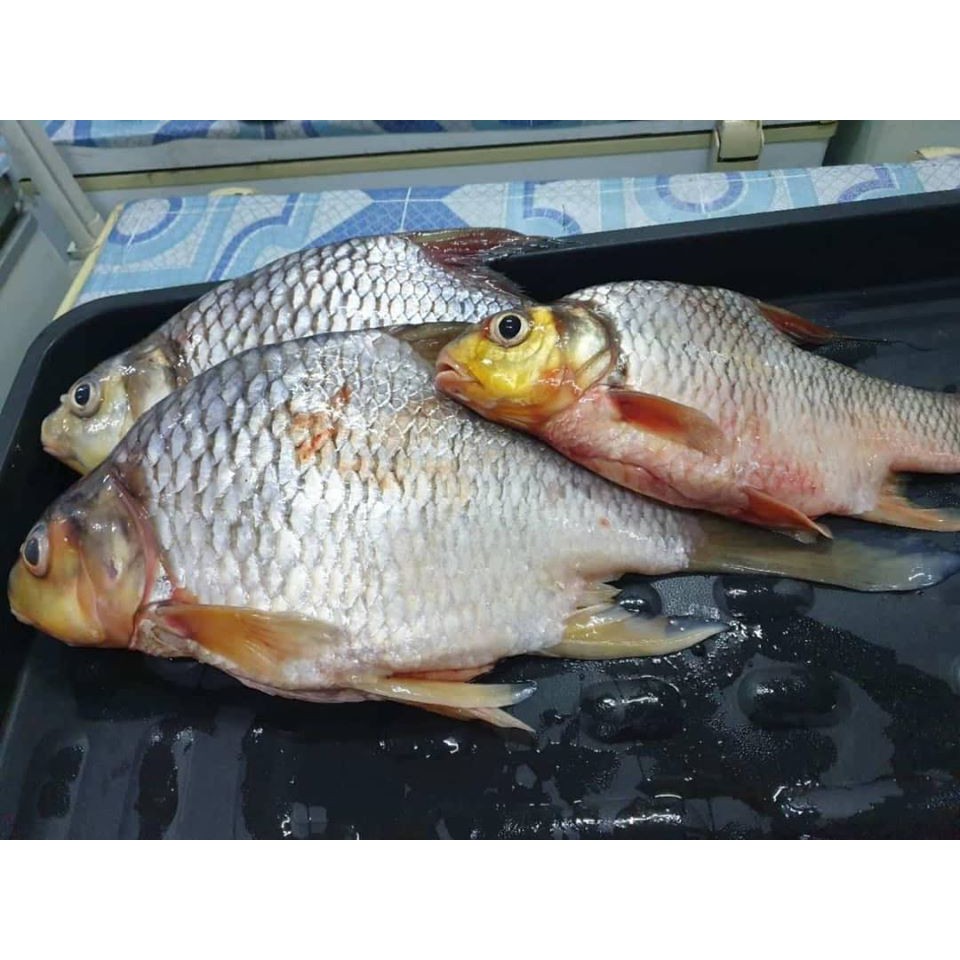 IPOH SEAFOOD - IKAN TENGALAN SUNGAI SARAWAK ( 丁加兰 ) - 2.5kg to 2.9kg ...
