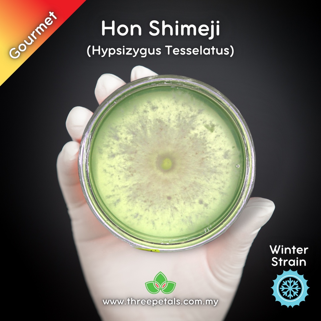 Hon Shimeji (Hypsizygus Tesselatus) Live Mycelium Mushroom Culture ...