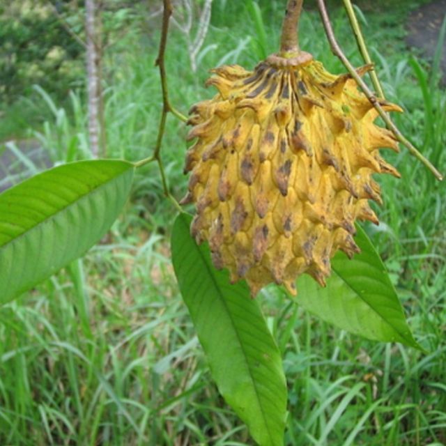 pokok buah Rollinia/pokok Bibira kuning/Yellow Cherymoya/Wild Yellow ...