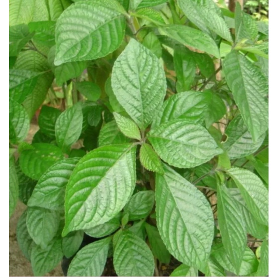 Murah2 FRESH SEGAR DAUN PECAH BELING ATAU DAUN MATA JIN / DAUN PECAH ...