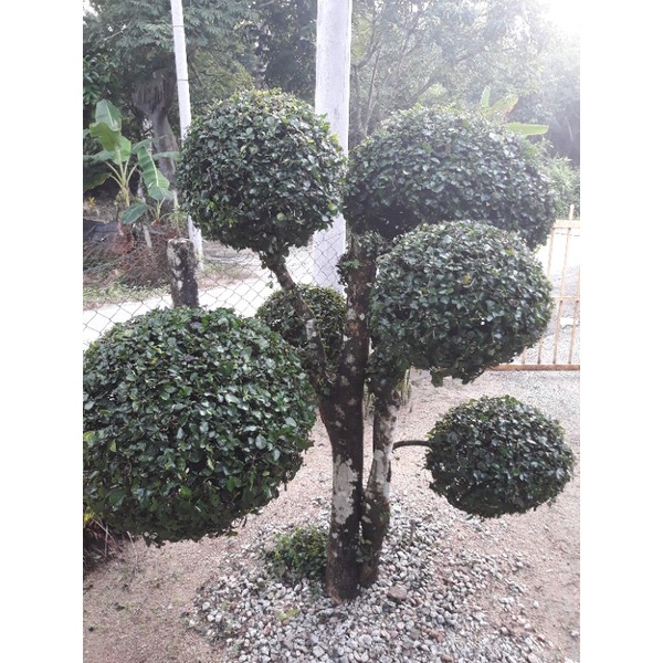 Anak Pokok BONSAI Kesina/Pokok Kesina/Pokok Bonsai Viral/Bonsai hiasan ...