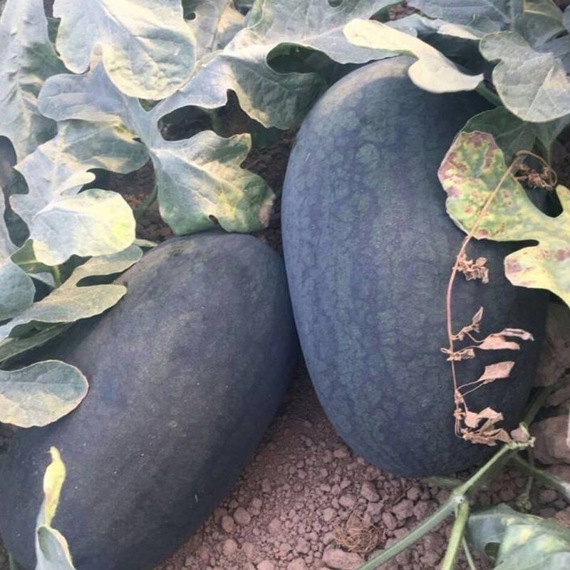 Benih Tembikai Watermelon Oval Hitam Super Manis 6pcs/黑美人冰糖西瓜种子 ...