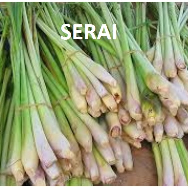 pokok serai makan dalam polybeg | Shopee Malaysia