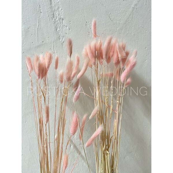 Real Flowers Dried Flowers Rabbit Tails Cat Tail Bunny Tails Bouquet ...