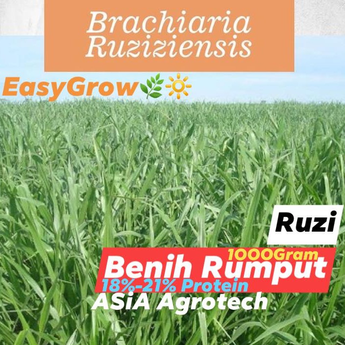 Biji Benih Rumput Ruzi Ternakan Ruminan Lembu Kambing Kuda 1000gram ...