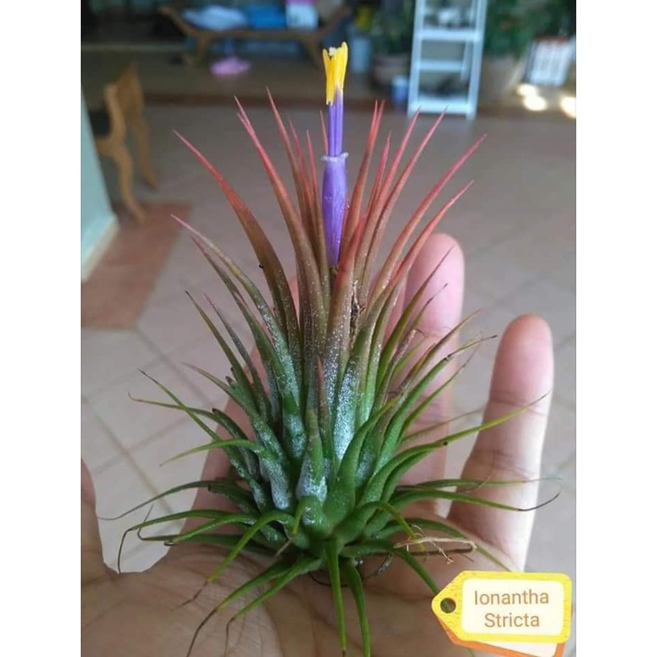 Ionantha Stricta - airplant | Shopee Malaysia