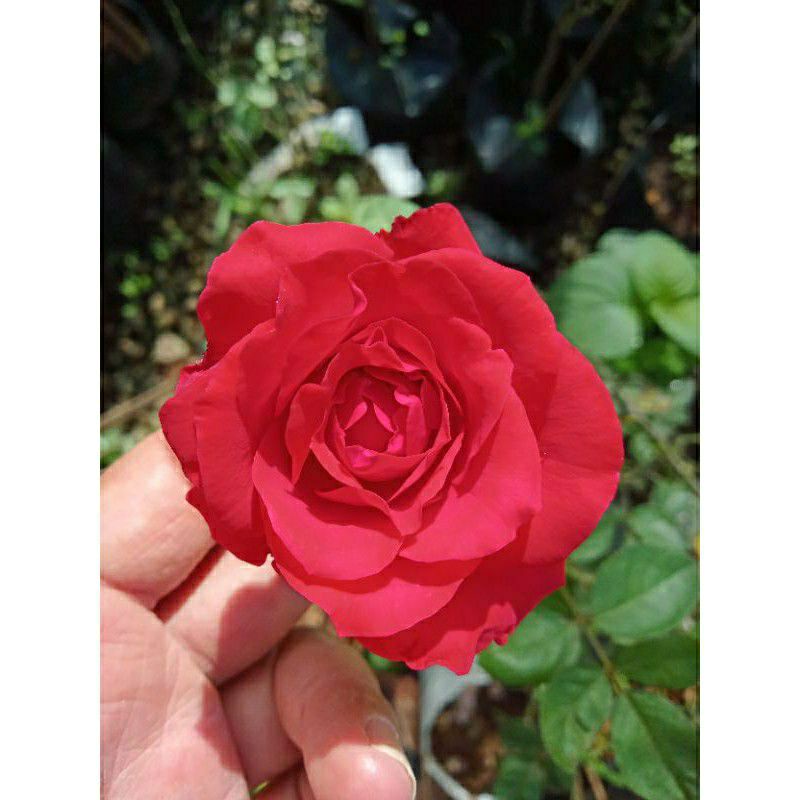Anak Pokok Bunga Rose Thai/The Queen of Flowers/Polibag Besar | Shopee ...