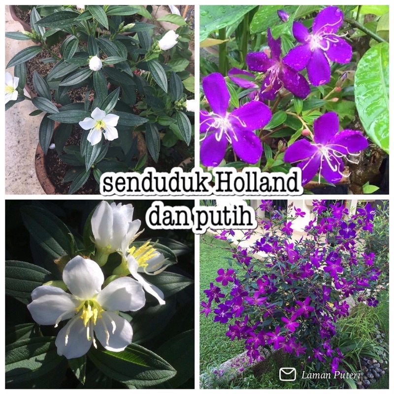 Pokok senduduk berbunga ungu terang Holland dan senduduk putih | Shopee ...