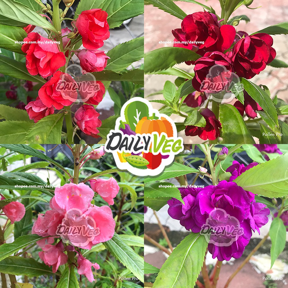 Flower Seed : Balsamina Impatiens (30 seeds) 指甲花 鳯仙花 种子 Biji Benih ...