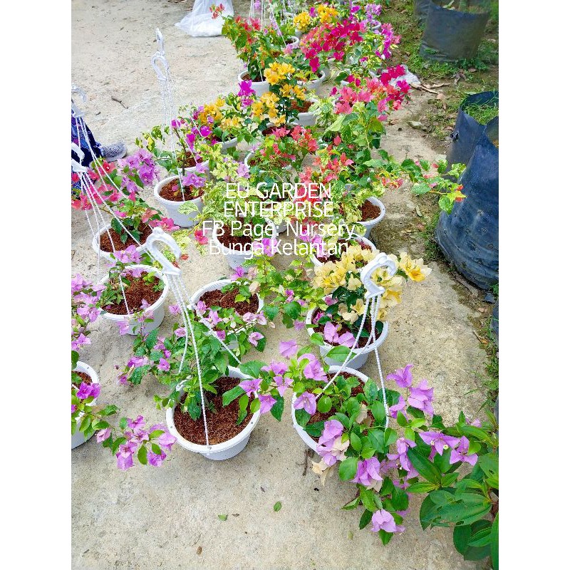 Bunga Kertas Gantung ( Bougainvillea Hanging Plant ) | Shopee Malaysia
