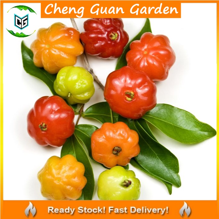 Anak Pokok Ceri Cherry Surinam Ceri Belanda Import Dari Thailand ...