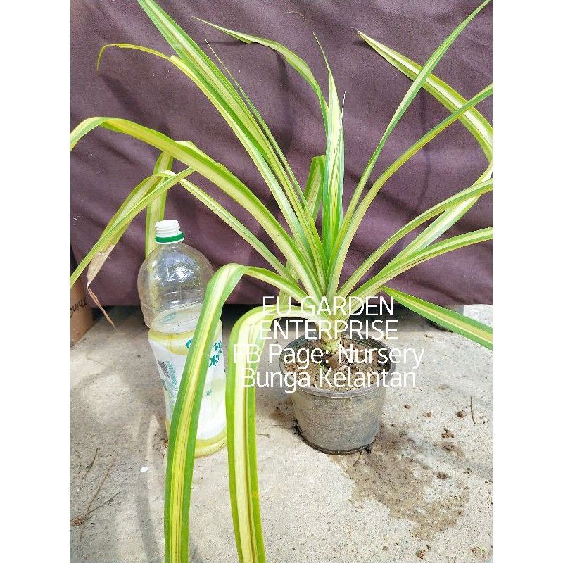 Pokok Pandan Batik / Pandan Kuning | Shopee Malaysia