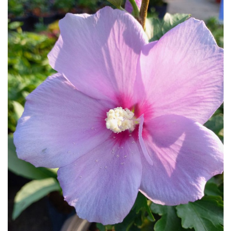 Pokok Bunga Raya Hybrid - Hibiscus [Live Plant] | Shopee Malaysia
