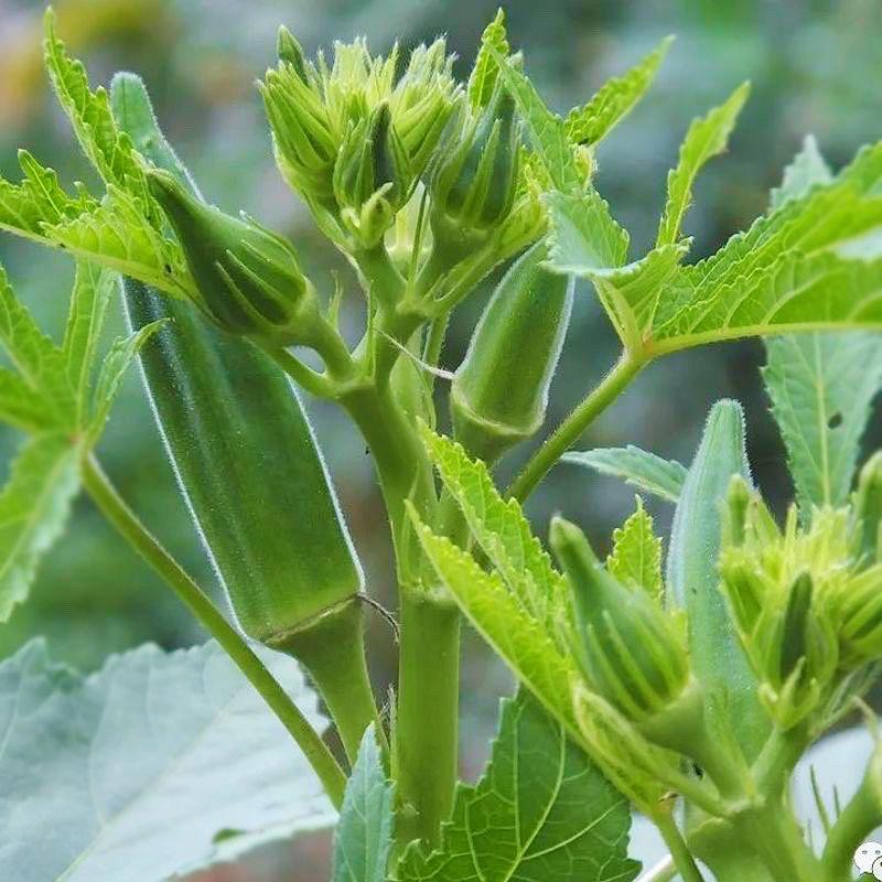 Biji Benih Bendi Hijau (50/100/200 Seeds)/羊角豆籽/Ladies Finger Seeds ...