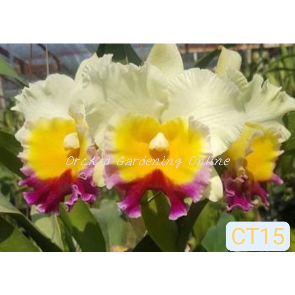 Cattleya (Size Anak Pokok) | Shopee Malaysia