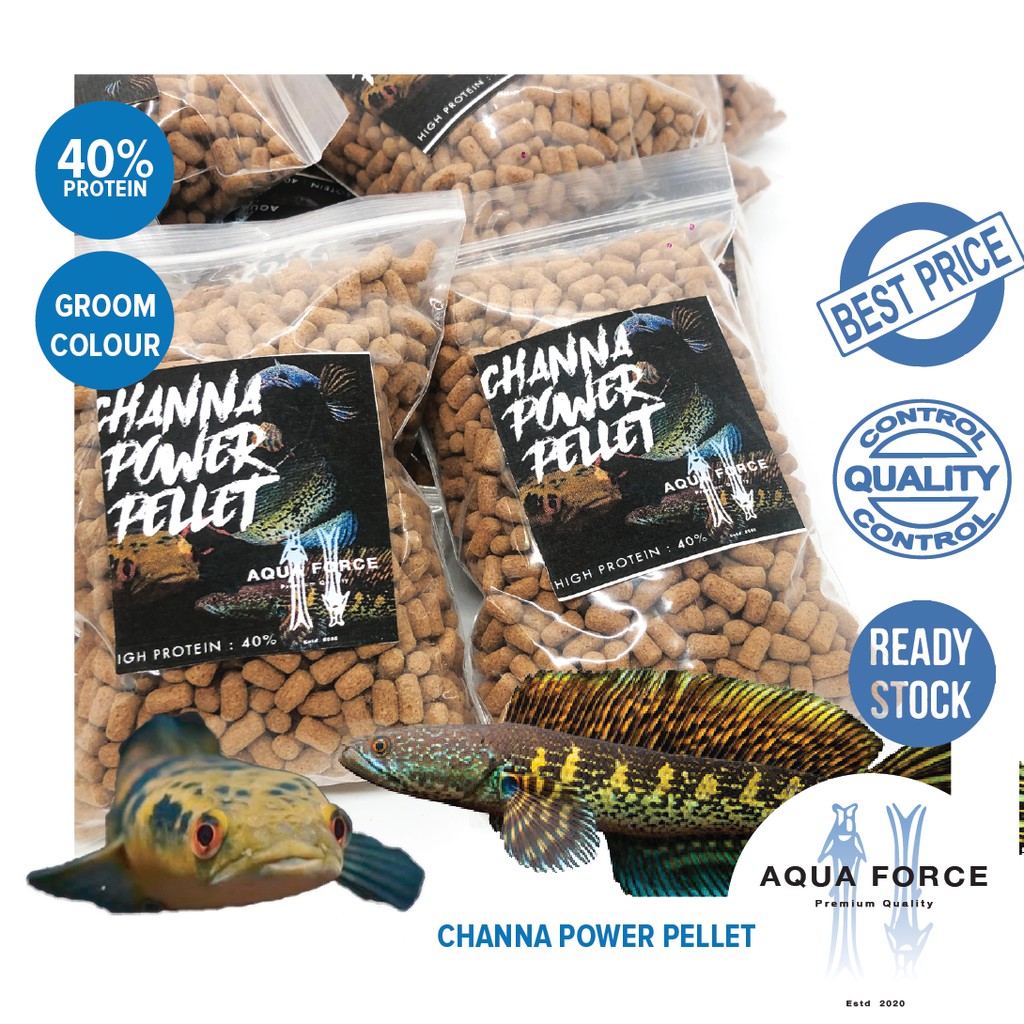 CHANNA PELLET / PELLET CHANNA HIGH PROTEIN / MAKANAN CHANNA ...