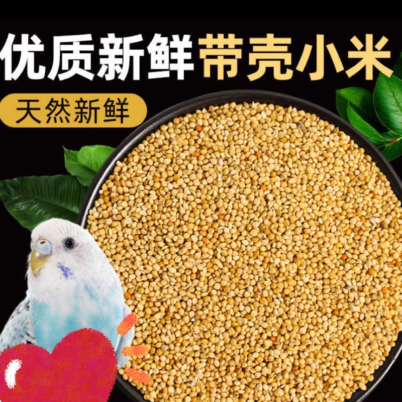 Fresh Organic Millet Bird food bird feed 250g Makanan Burung Sekoi ...
