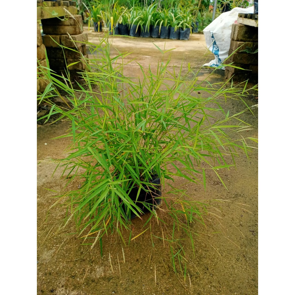 Pokok Buluh/Buloh Perindu Hiasan | Shopee Malaysia