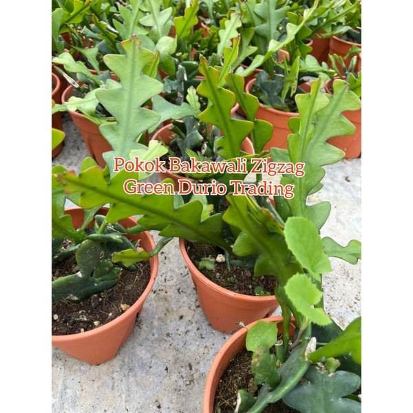 POKOK BAKAWALI PUTIH, KETAM, ZIGZAG & MAGENTA | Shopee Malaysia