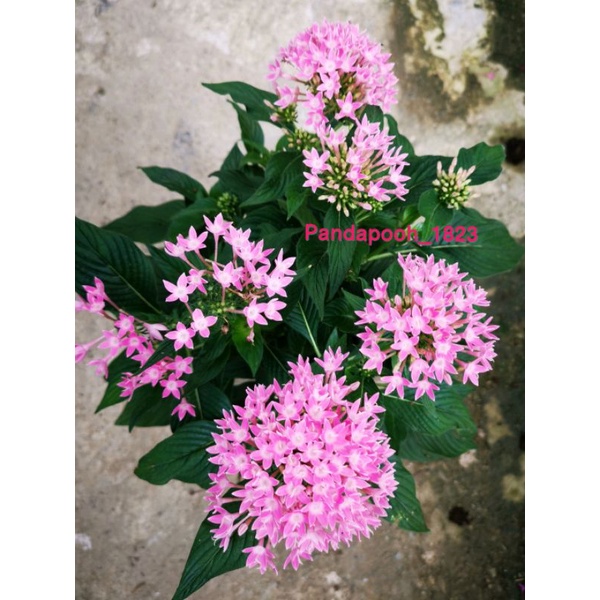 ANAK POKOK BUNGA PENTAS LANCEOLATA MERAH PINK POKOK HIDUP LIVE PLANT ...
