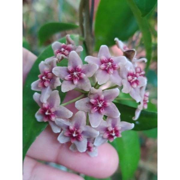 Hoya rubida (fresh cutting) ready stock. | Shopee Malaysia