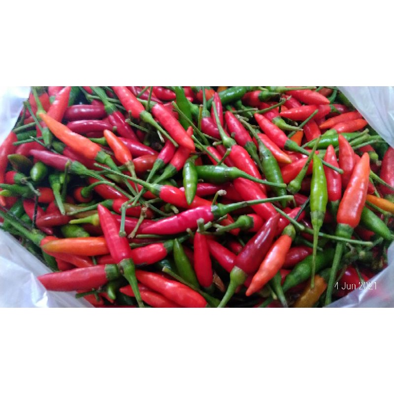 cili api @ lada padi borneo #sabahan special | Shopee Malaysia