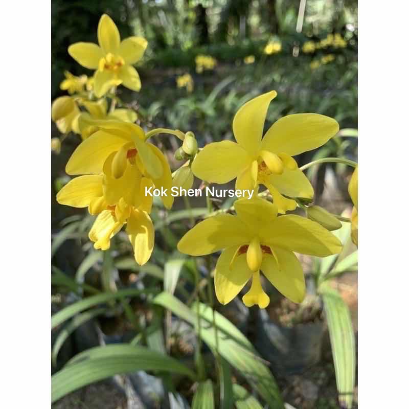 Spathoglottis Orchid（Orkid Pinang）兰花Bunga Kuning Flower Plant Size Bag ...
