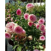 POKOK BUNGA ROSE GRAFTED SAIZ BESAR PELBAGAI ID( POKOK TGGI DAN BESAR ...