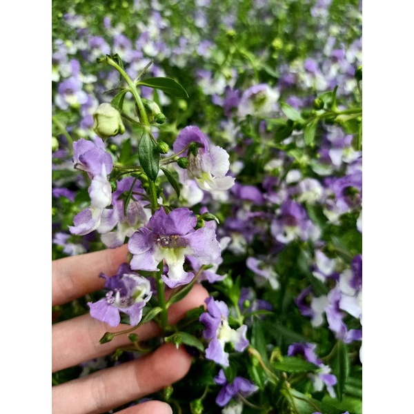 [Paling Horticulture Sdn Bhd] Angelonia Serenita / Pokok Bunga Satay ...