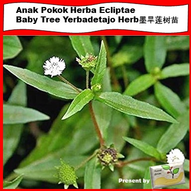 Anak Pokok Herba Ecliptae / Baby Tree Yerbadetajo Herb/墨旱莲树苗 | Shopee ...