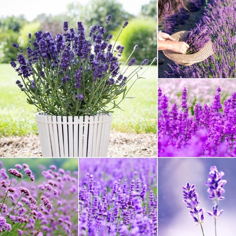 POKOK BUNGA LAVENDER berbunga plant bagus menhalau sernagga dan naymuk ...