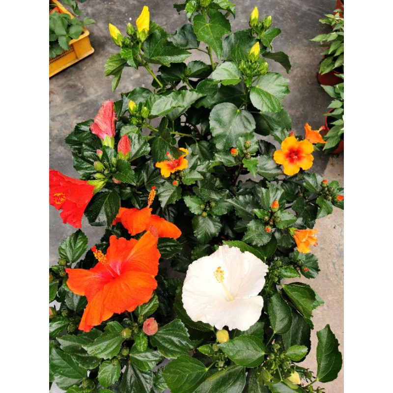 Flower - Hibiscus /Bunga Raya /大红花 | Shopee Malaysia
