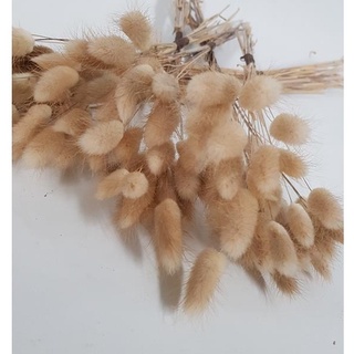 30pc Rabbit Tail Dried flower Bunny Tail Short flower dried flower ...