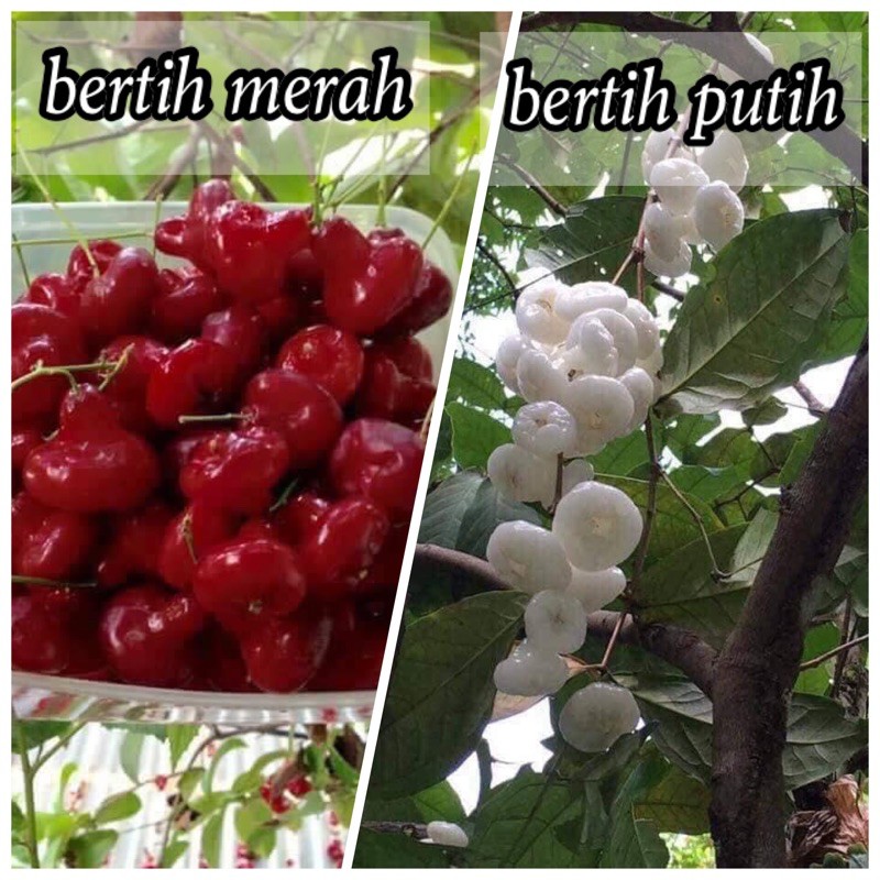 pokok tut jambu bertih merah dan putih | Shopee Malaysia