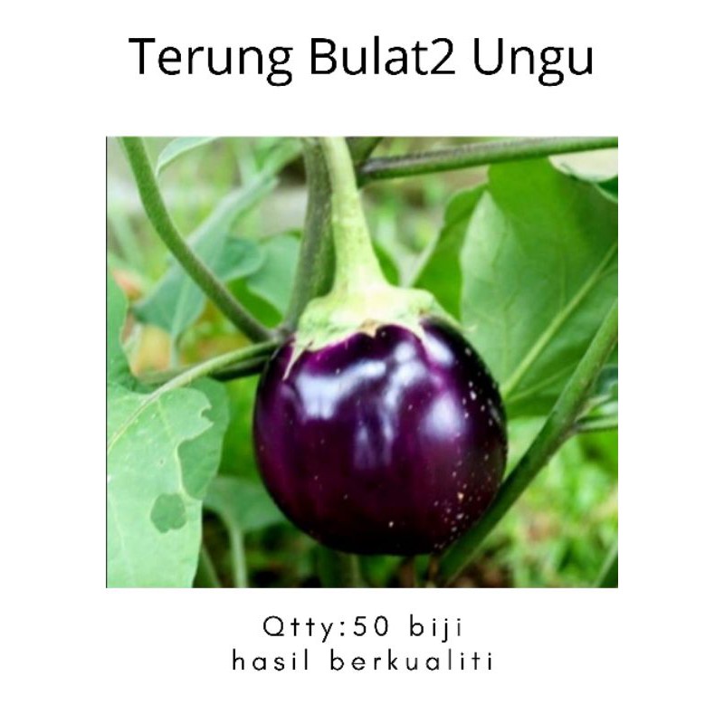 Terung Bulat Ungu/Biji Benih/Round Purple Eggplant Seeds | Shopee Malaysia