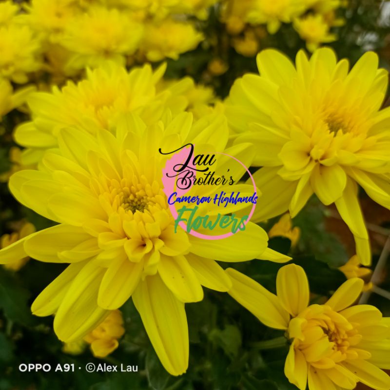 LB Pom Pom - Yellow (A Grade)(12 Stalks). Cameron Highlands Fresh Cut ...