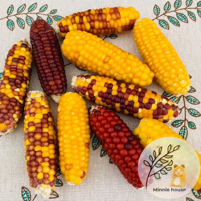 [Minnie house] Mini Corn sticks 迷你玉米棒仓鼠金丝熊磨牙棒jagung kecil hamster ...
