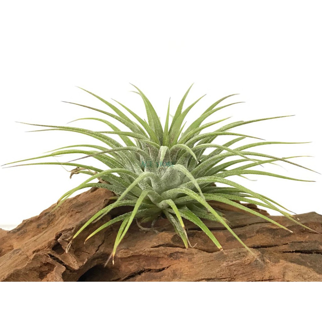 Tillandsia Ionantha Stricta - Air Plant | Shopee Malaysia