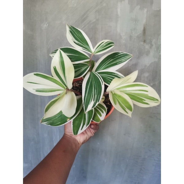 🤪CRAZY SALES 🤪👉 Costus Variegated { Indoor Plants} | Shopee Malaysia