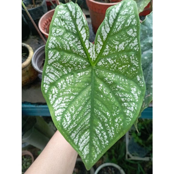 Keladi Caladium White Christmas | Shopee Malaysia