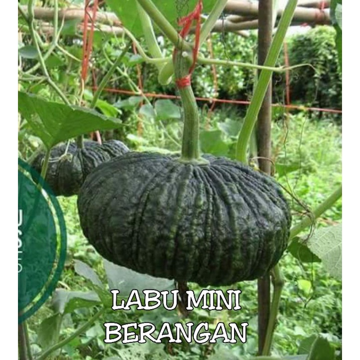 Benih Buah LABU MINI MANIS BERANGAN | Shopee Malaysia