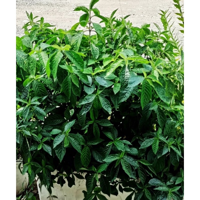 daun pecah kaca/pecah beling | Shopee Malaysia