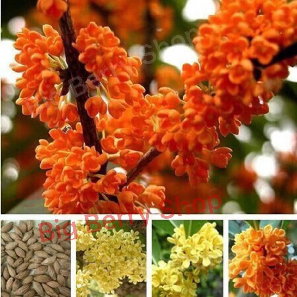 【Ready Stock】 Biji Benih Bunga Osmanthus Fragrans Flower Seeds ...