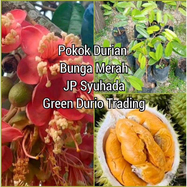 ANAK POKOK DURIAN BUNGA MERAH JP SYUHADA | Shopee Malaysia