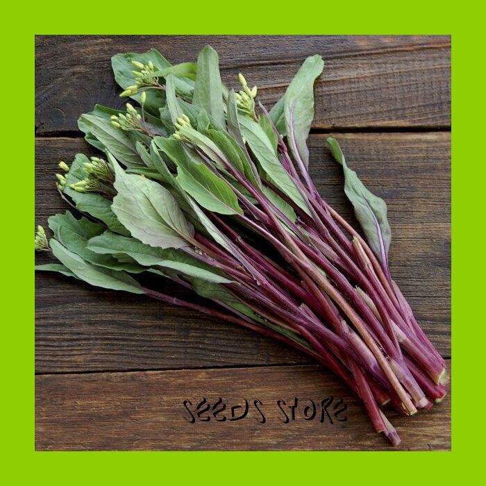 Vege Seeds (15pcs) / Purple Choy Sum / 紫菜心 | Shopee Malaysia