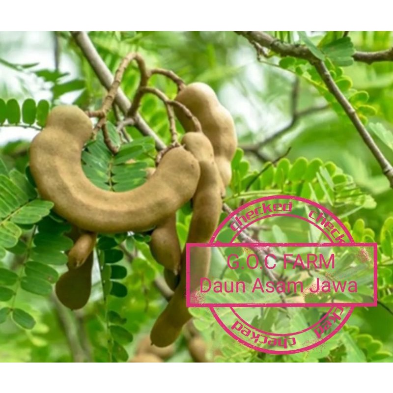 Daun Asam Jawa Segar (50gm) | Shopee Malaysia