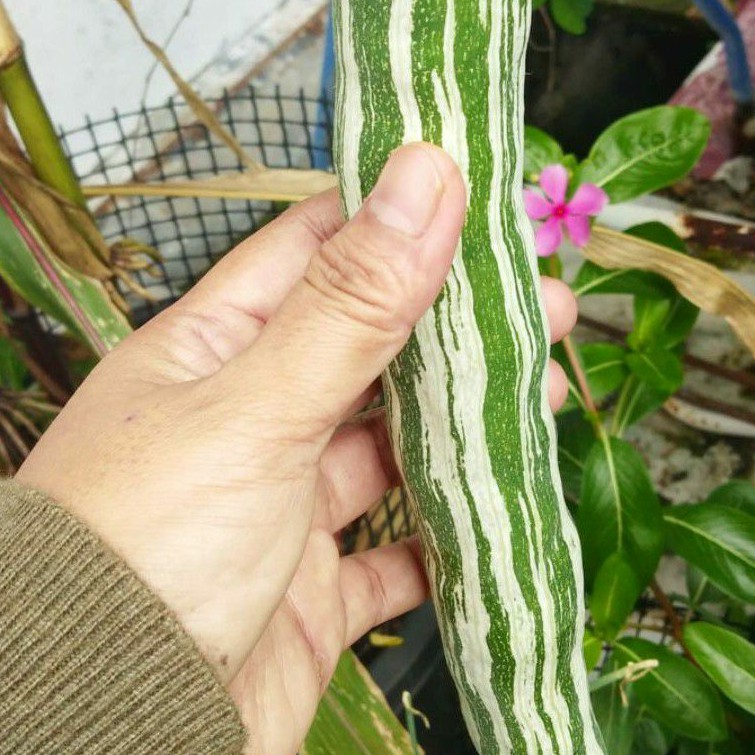 2 pcs benih petola ular hijau/snake gourd seed/pare belut benih sayur ...