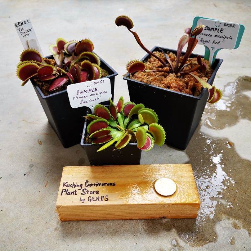 Venus Flytrap IV 捕蠅草 IV (Dionaea muscipula Sawtooth Red Dentate Royal Red) | Shopee Malaysia