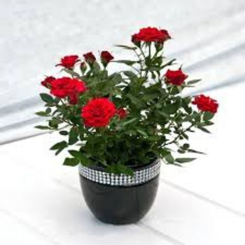 Pokok Bunga Rose Tahan Panas | Shopee Malaysia
