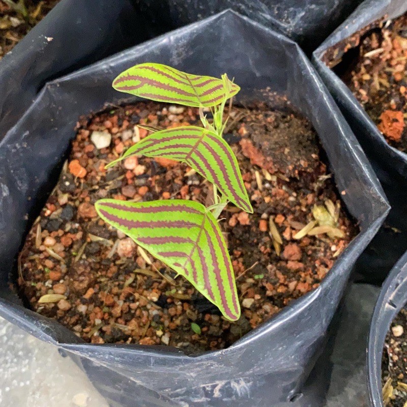 pokok rama rama belang - athari flowers n pots | Shopee Malaysia